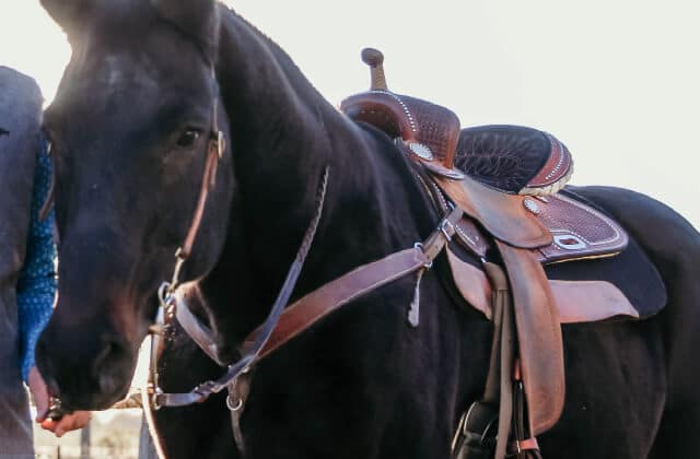 Tack - Cowpokes Work & Western