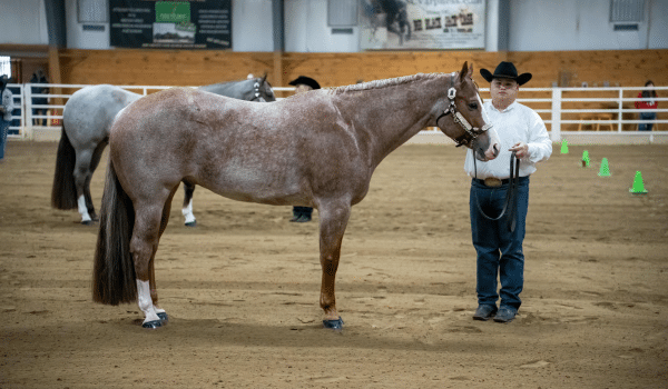 Indiana Ranch Horse Show - Cowpokes Work & Western